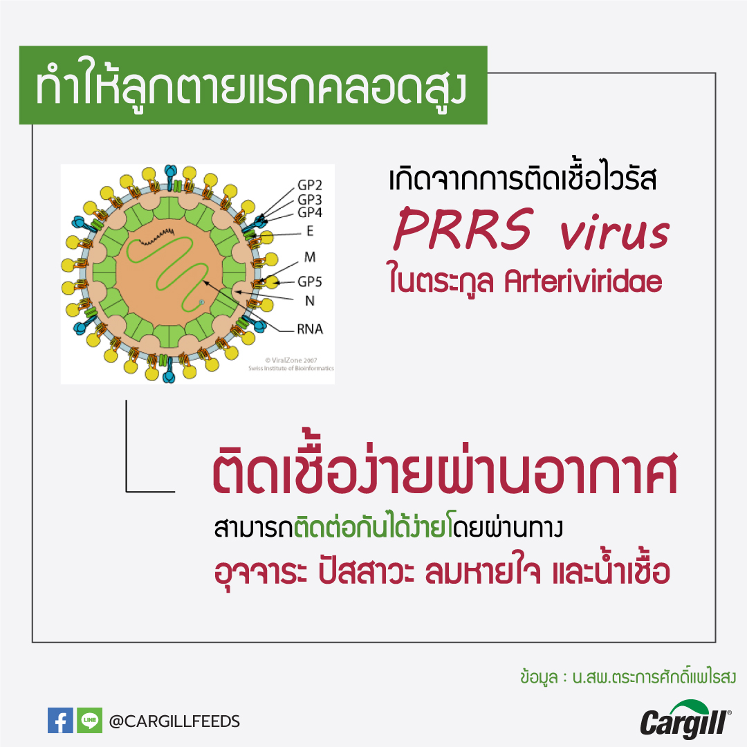 โรคพี อาร์ อาร์ เอส – cargillfeeds.com