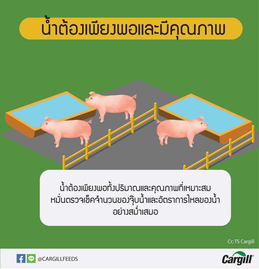 5 วิธีรับมือปัญหาสุกรขุนในช่วงฤดูร้อน – cargillfeeds.com