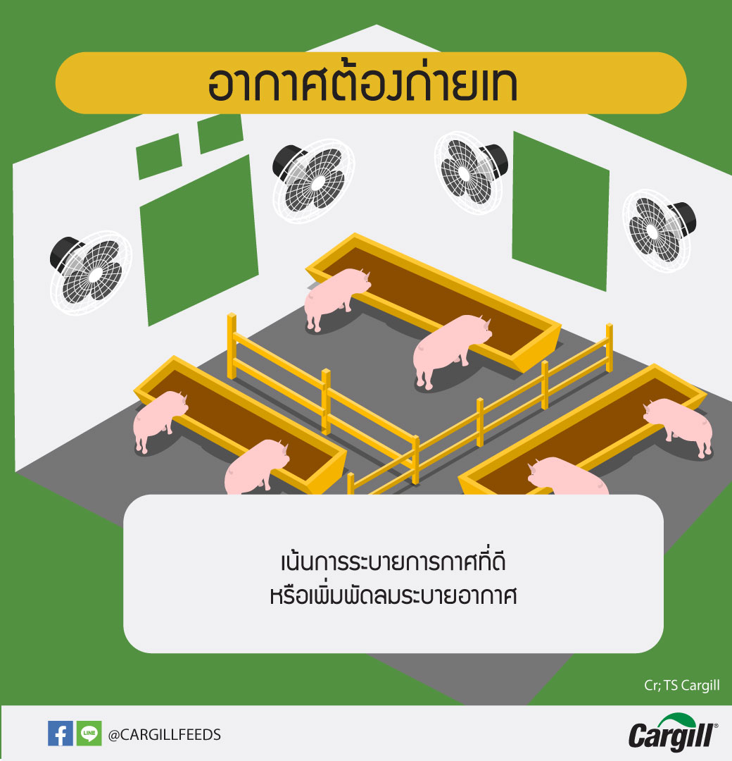 5 วิธีรับมือปัญหาสุกรขุนในช่วงฤดูร้อน – cargillfeeds.com
